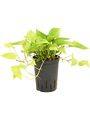 Scindapsus golden pothos Hanger pots. 15/19 cm - tomaflora
