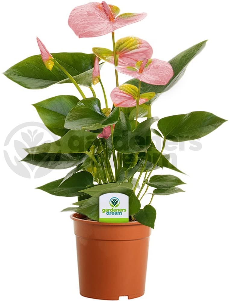 Anthurium and. Joli pink 12x50 cm - tomaflora