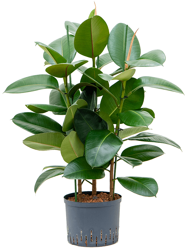 Fikus - Ficus elastica "Robusta" 3pp 25/19 výška 85 cm - tomaflora