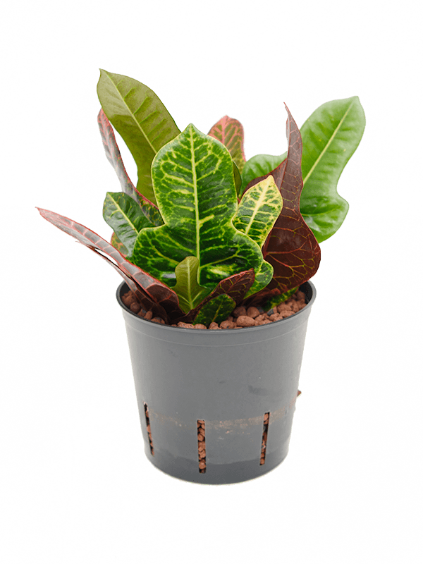 Croton (codiaeum) variegatum 'excellent' 13/12 výška 30cm - tomaflora