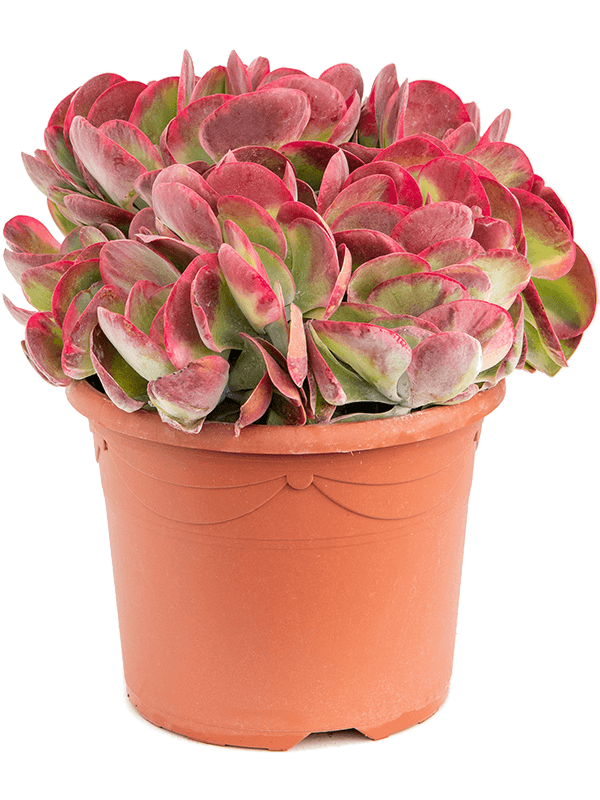 Kalanchoe thyrsiflora 'Red Lips' 25x45 cm - tomaflora