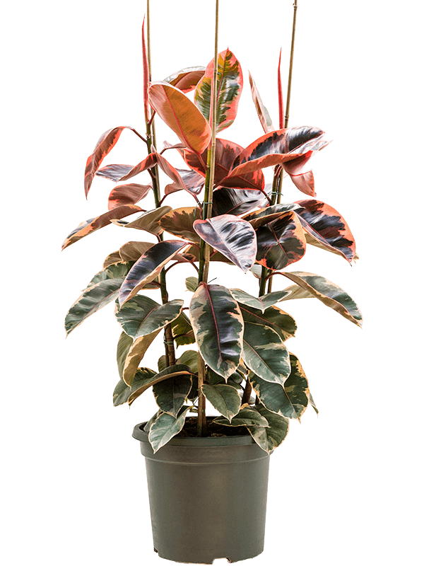 Ficus elastica "Belize" 3PP 38x135 cm - tomaflora