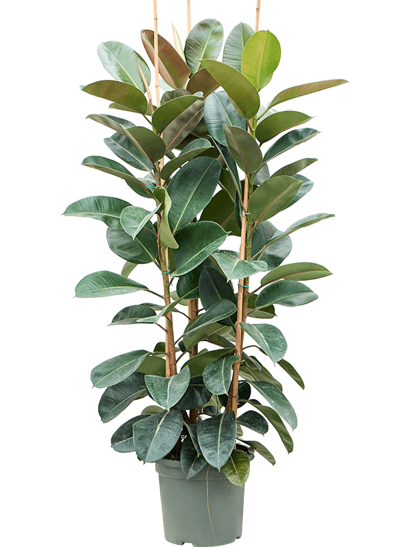 Fikus - Ficus elastica "Robusta" 3PP 38x190 cm - tomaflora