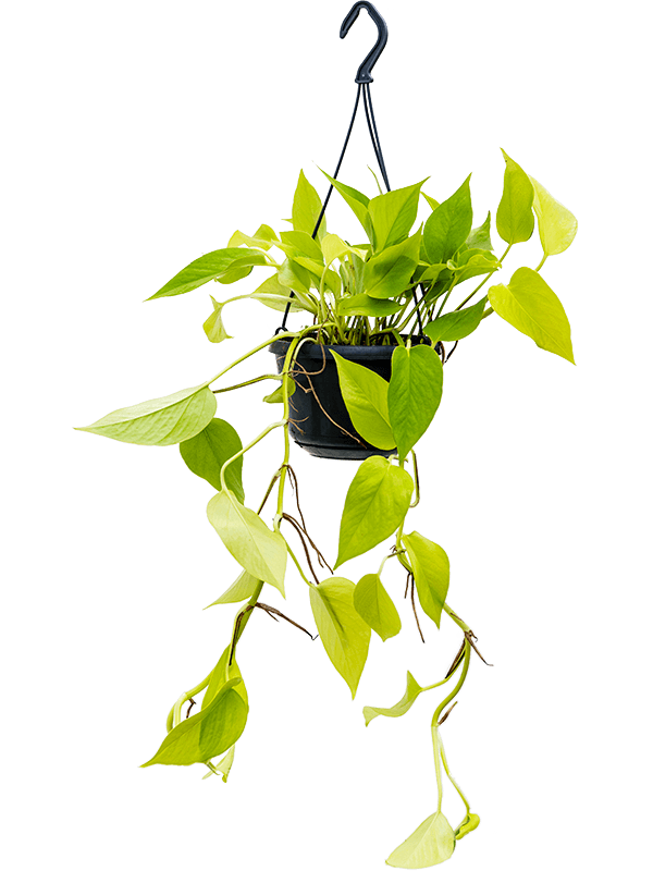Scindapsus (Epipremnum) Golden pothos hanger pots 15x40 cm - tomaflora