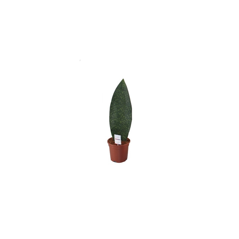 Sansevieria trifasciata Masoniana Victoria 14x50 cm - tomaflora