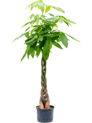 Pachira aquatica Stem braided 25/19 v.140 cm - tomaflora
