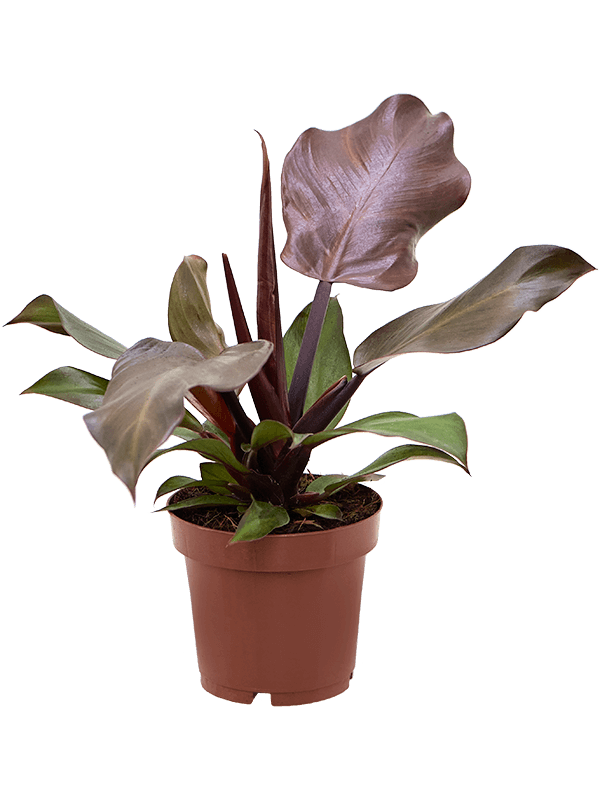 Philodendron 'Sunlight' 12x25 cm - tomaflora