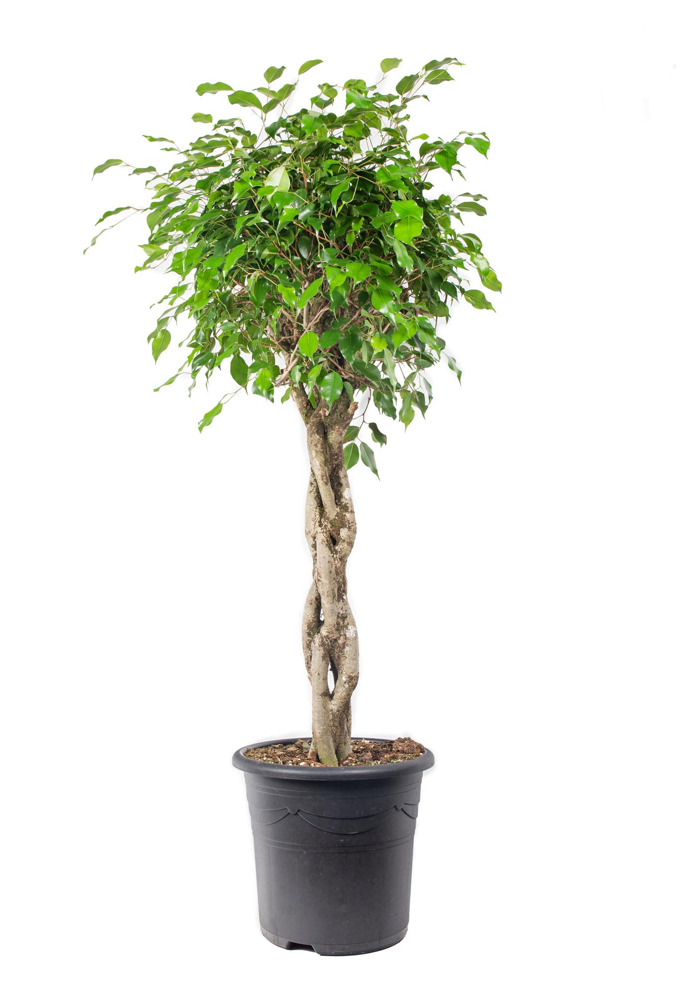 Ficus benjamina spiral 24x120 cm - tomaflora