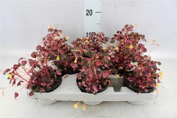 Oxalis Vulcan Pink 10x12 cm - tomaflora