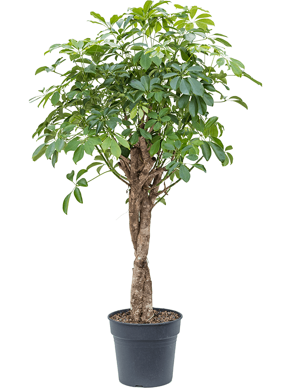 Schefflera arboricola "Compacta" Stem twist 30x140 cm - tomaflora