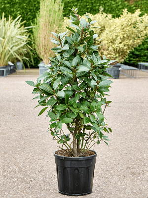 Laurus nobilis pyramid 25x100 cm - tomaflora