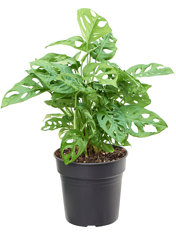 Monstera obliqua Adansonii 15x30 cm - tomaflora