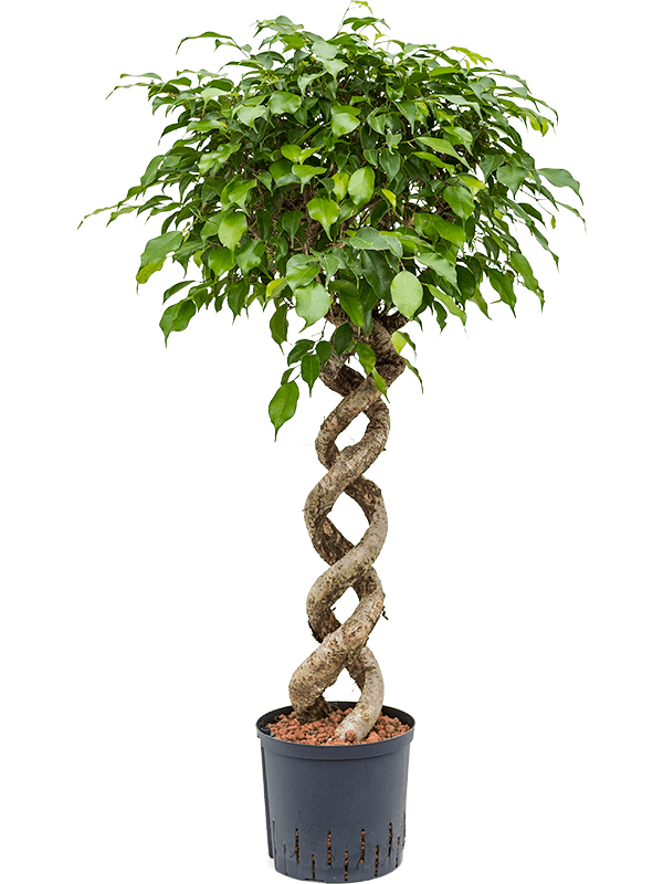 Ficus benjamina spiral double 22/19 v 120 cm - tomaflora