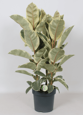 Ficus elastica Tineke 3PP 27x85 cm - tomaflora